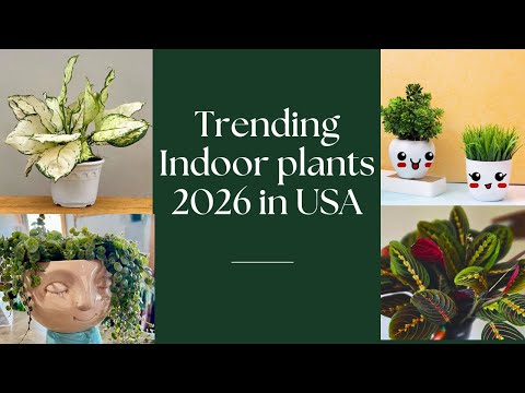 Trending Indoor plants 2026 in USA/ India friendly plants /Best plants for apartment/land of ideas