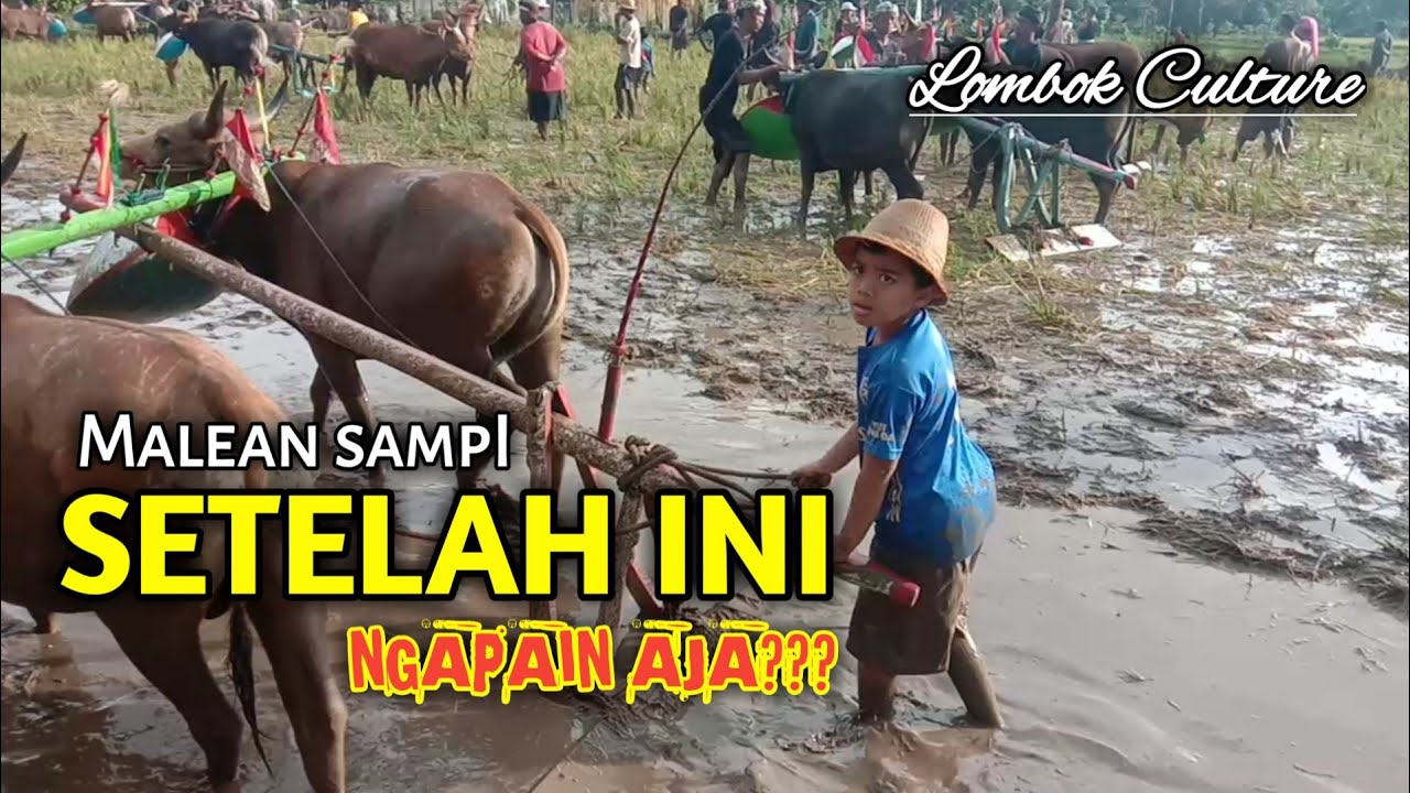 KESERUAN SETELAH MALEAN SAMPI || KARAPAN SAPI LOMBOK CULTURE - YouTube