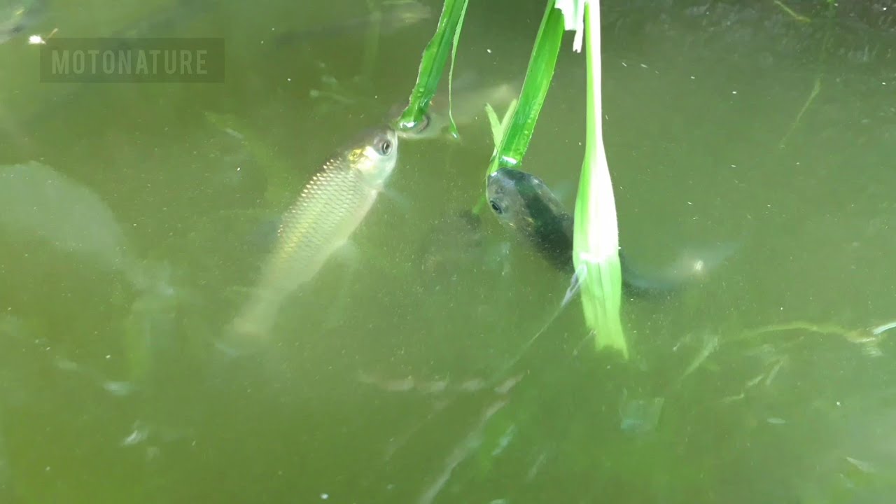 Feeding Grass Carp fish | Grass carp eats any grass leaves | Carp ...