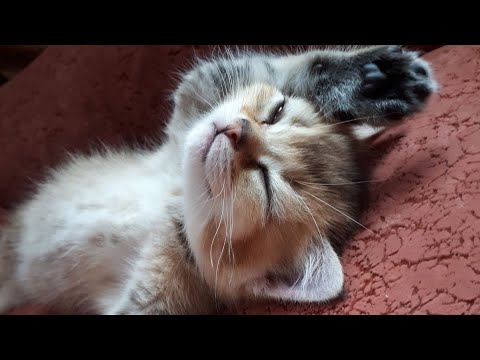 Cute Cat Purring Relax😍🥰🐈CatGrunya - YouTube