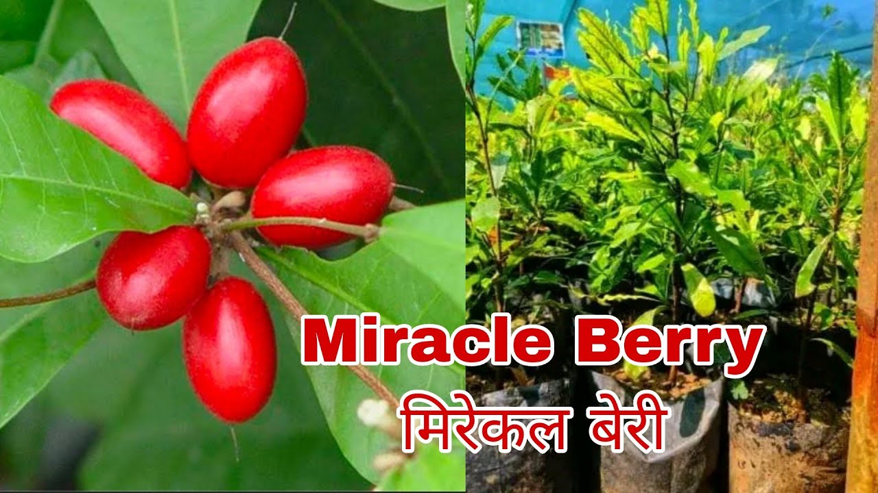 Miracle Berry Fruit मिरेकल बैरी फ्रूट || Miracle Berry 100% Original ...