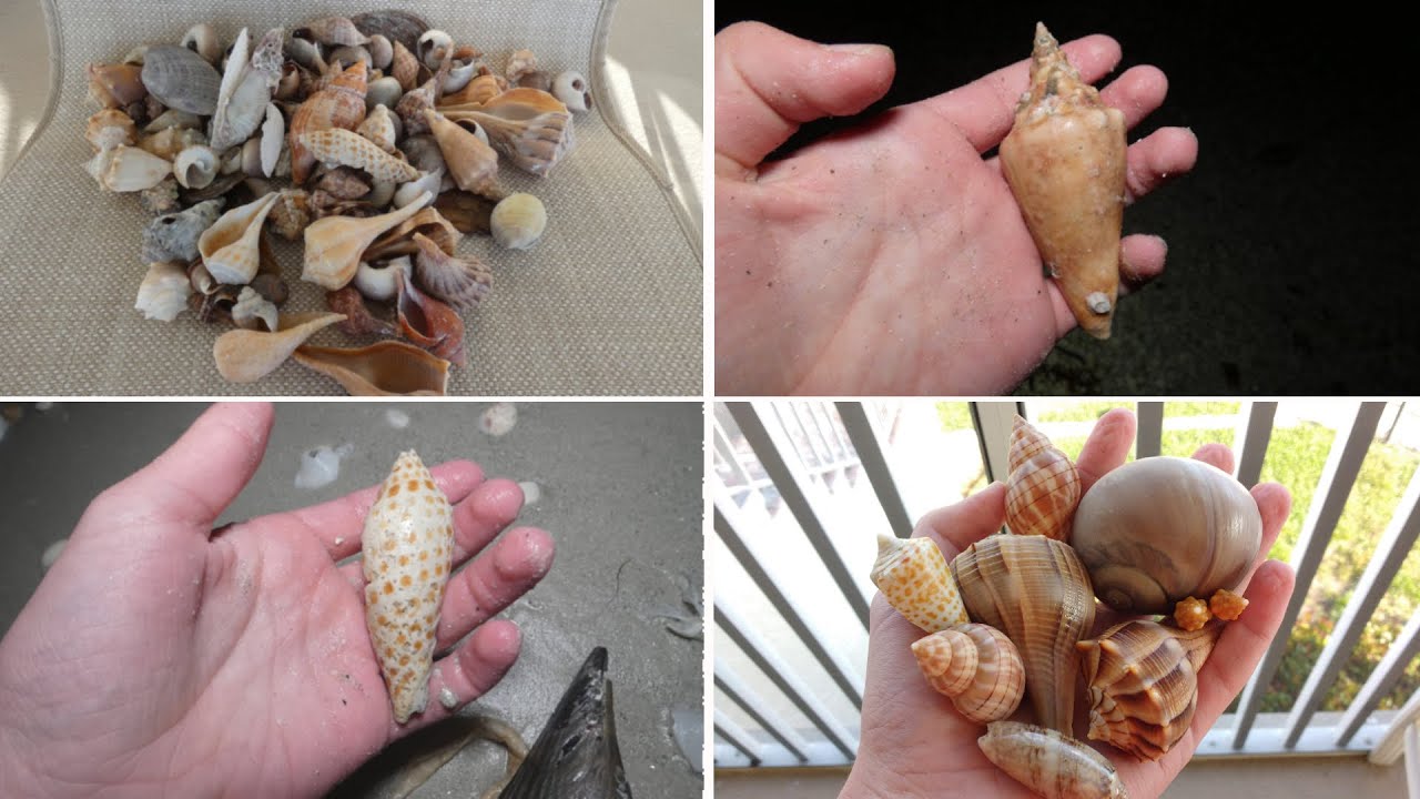 Best seashell finds so far! - YouTube