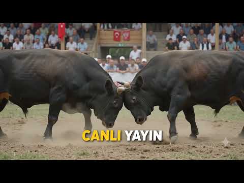 2026 Taraklı Köyü Boğa Güreşleri Festivali Başlıyor.