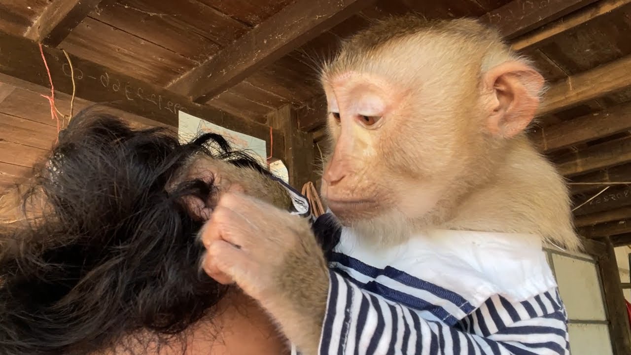 Monkey Grooming My Hair, Zueii Talking Comfort Me Well Sleeping - YouTube