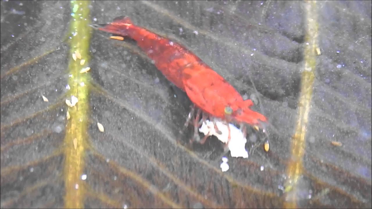 disco shrimp 2 - YouTube