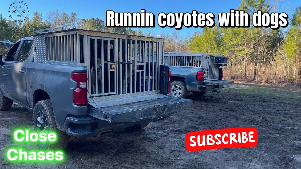Chasing Coyotes with Hounds | 2025 Training | Eastern, NC - YouTube
