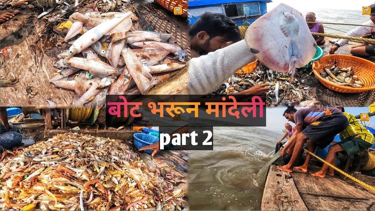समुद्रात मासेमारी चा part 2 | दुसऱ्या झोल्यात बोट भरून मांदेली | Dol ...