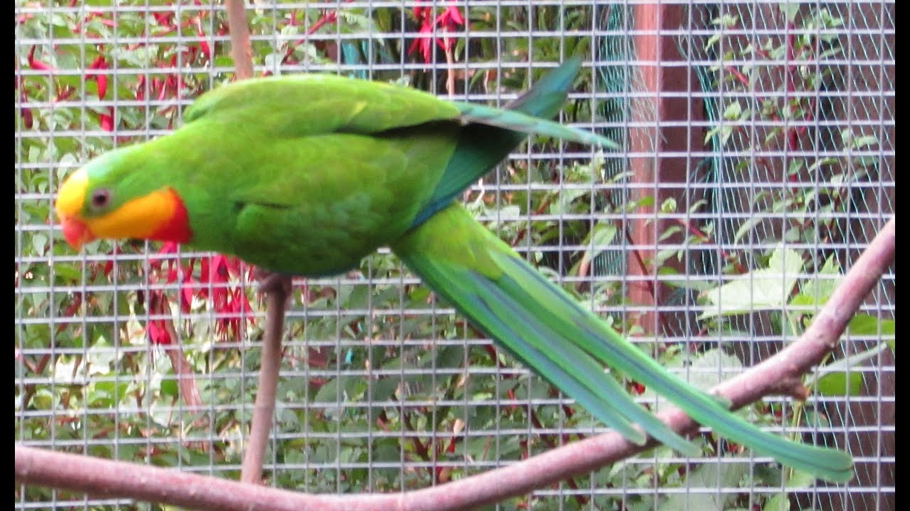 Superb parrot or Barraband parakeet feeding their chicks in the nest ...
