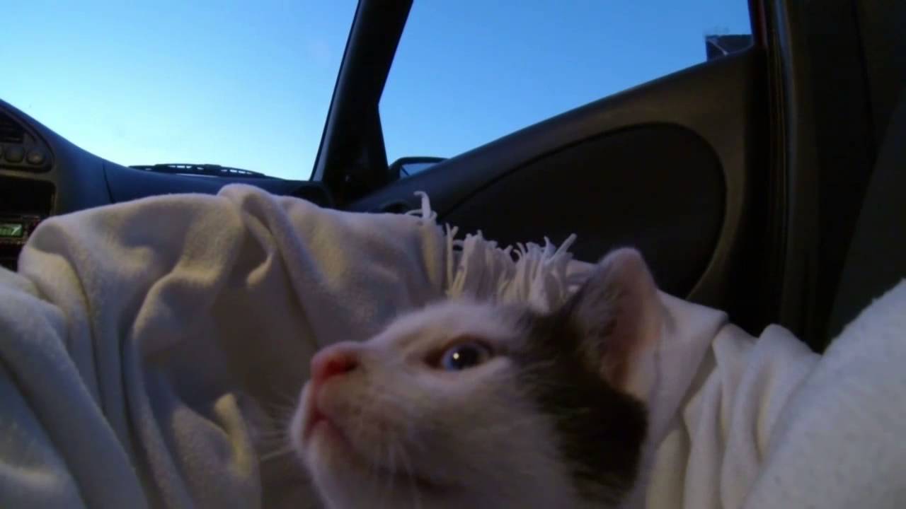 Django the Cat - YouTube