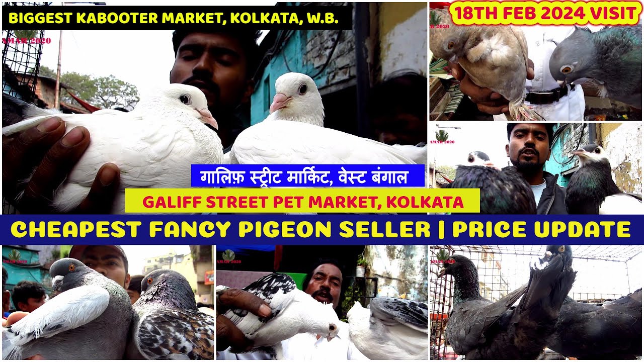 All Fancy Pigeon Price|সবচেয়ে বড় পায়রার হাট| Fancy Pigeon Seller ...