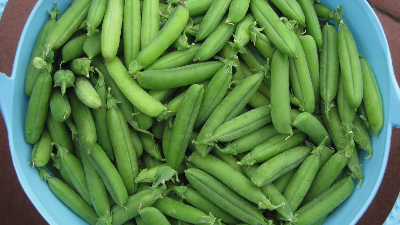 How to Grow Peas - In the Alaska Garden with Heidi Rader - YouTube