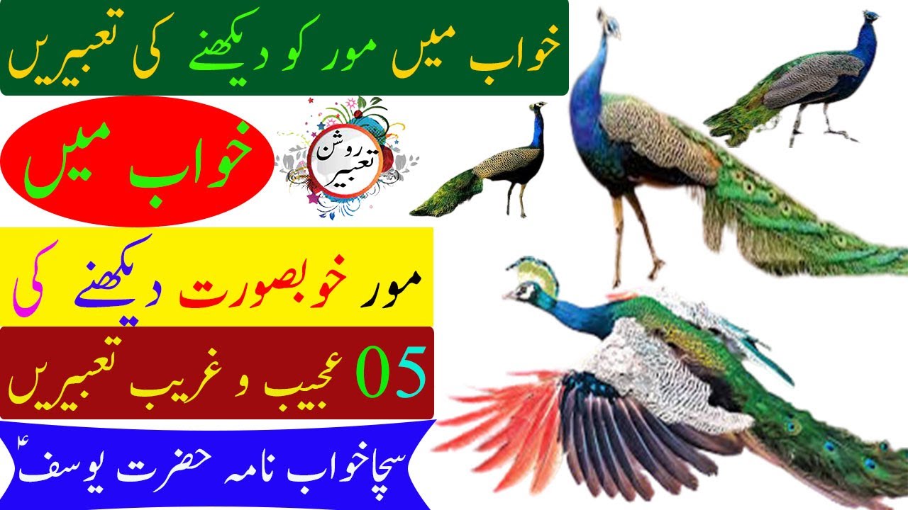 Khwab Mein Moor Dekhna Peacock Dream Meaning Khwab Mein Morni Khwab Mein Moor Dekhna Peacock Dream Meaning Khwab Mein Morni