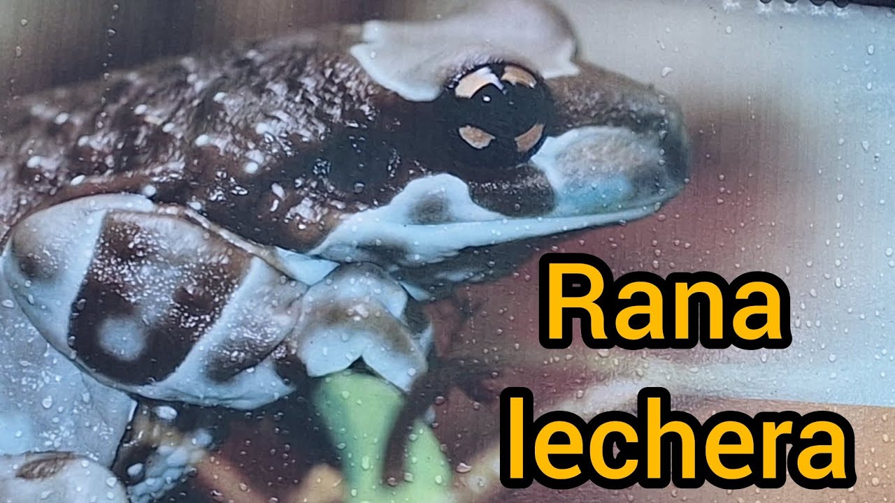 rana lechera, zoológico de miami florida estados unidos de América ...