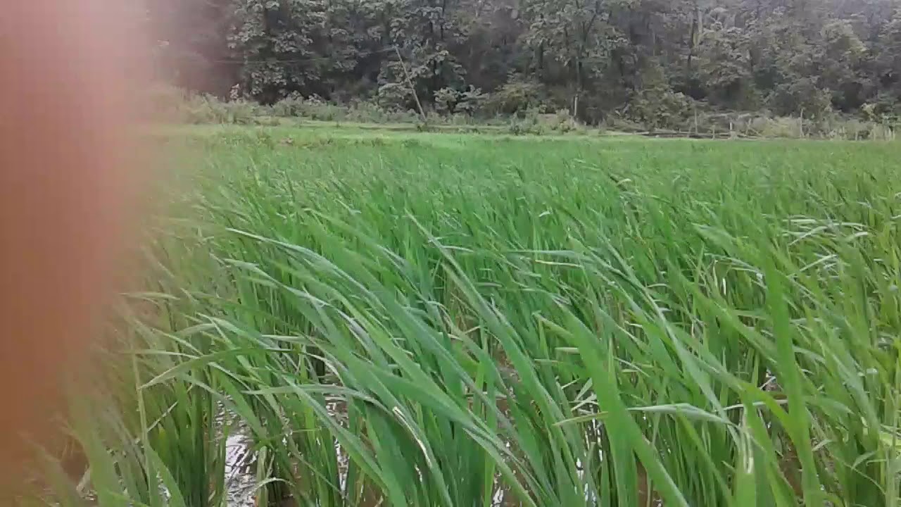 Bhat sheti - YouTube