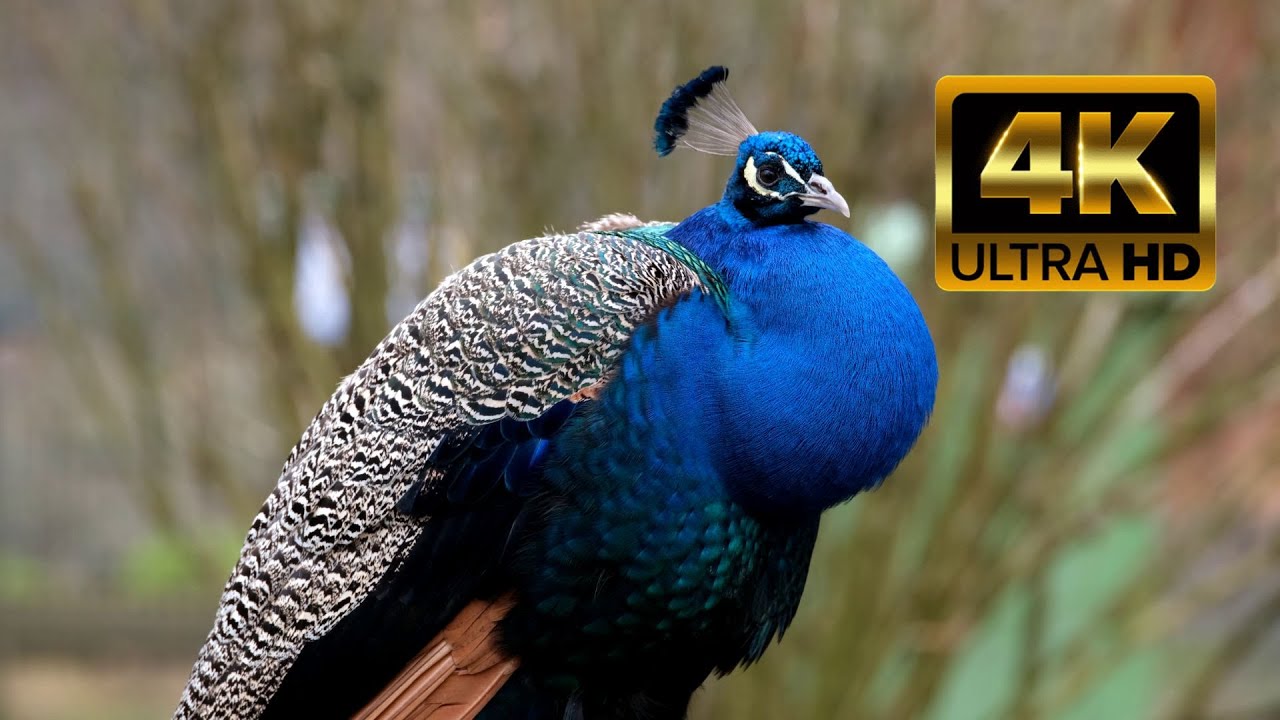 Pickok (4K Ultra HD) Scenic Wildlife Film With Calming Music - YouTube