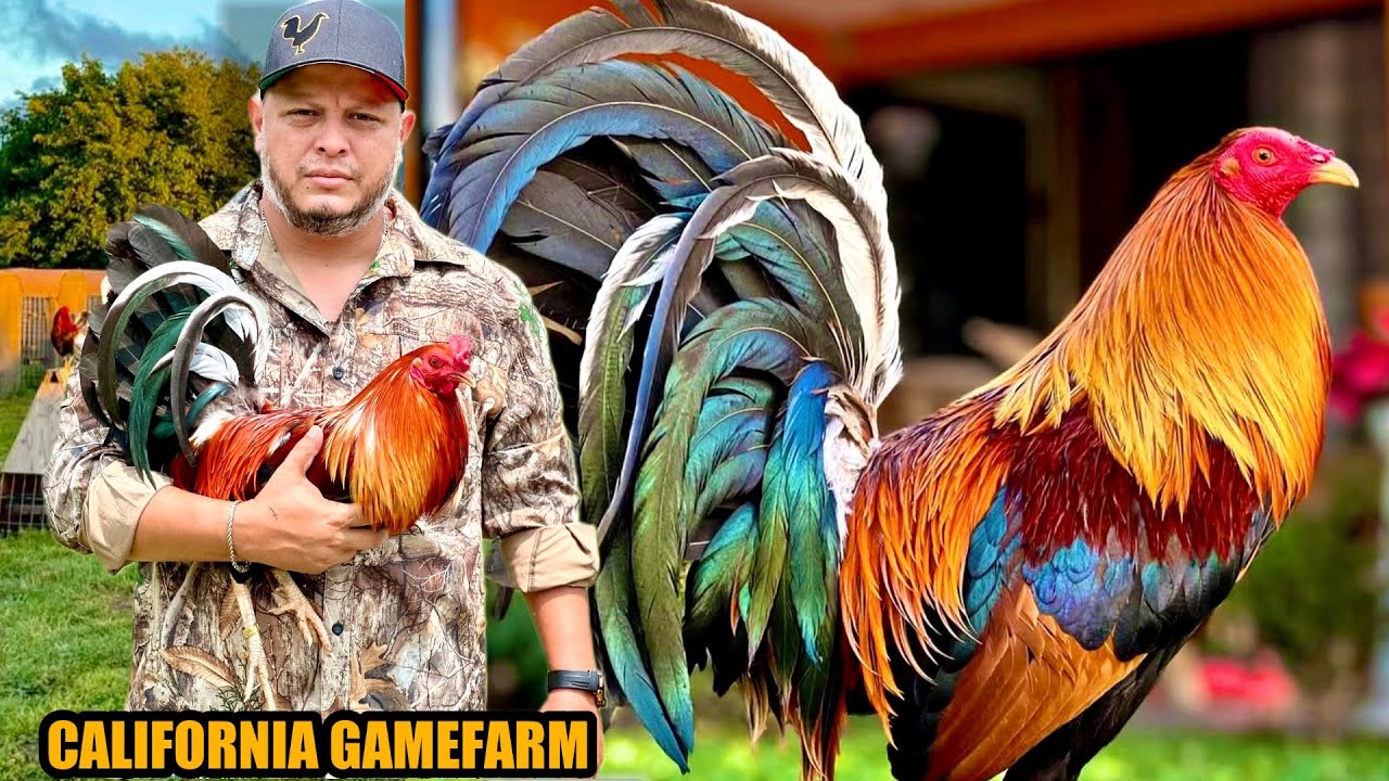 Beautiful Bird Pure Sweater Yellow Leg Hatch Albany | CALIFORNIA ...