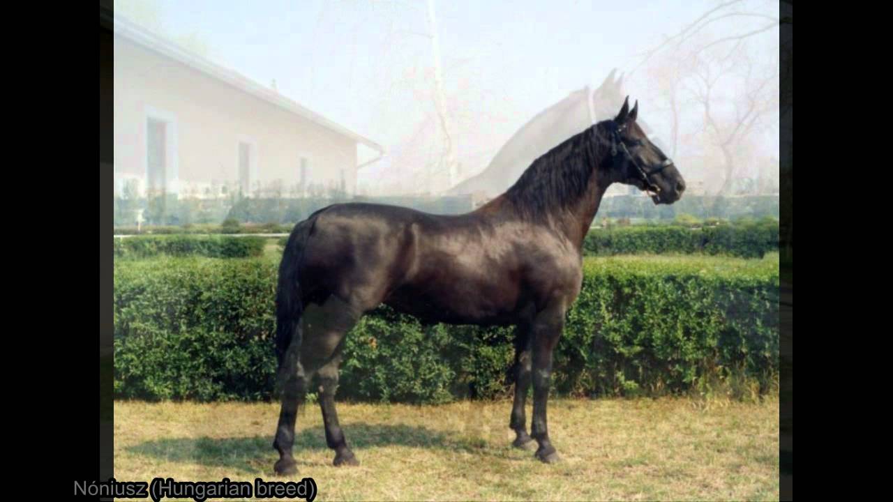 Nonius - Nóniusz (Hungarian breed) - YouTube