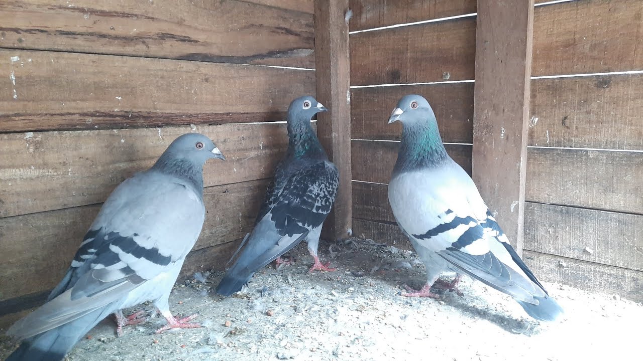 Racing homer pigeon பந்தய புறா - YouTube