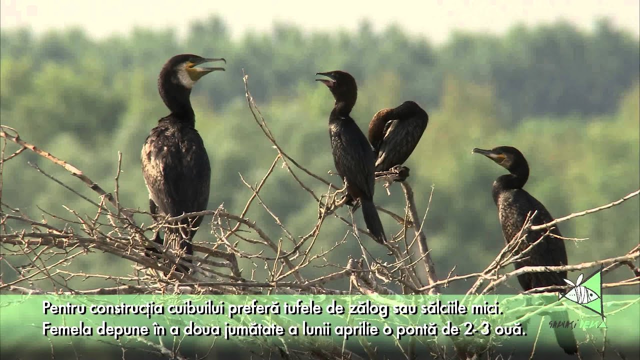Cormoranul Mic (Phalacrocorax pygmaeus) - YouTube