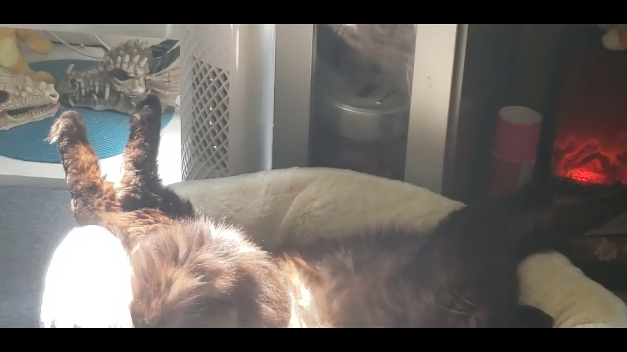 today's flaked out Muscles..haha..💤ROAR💤🤣🖤 - YouTube