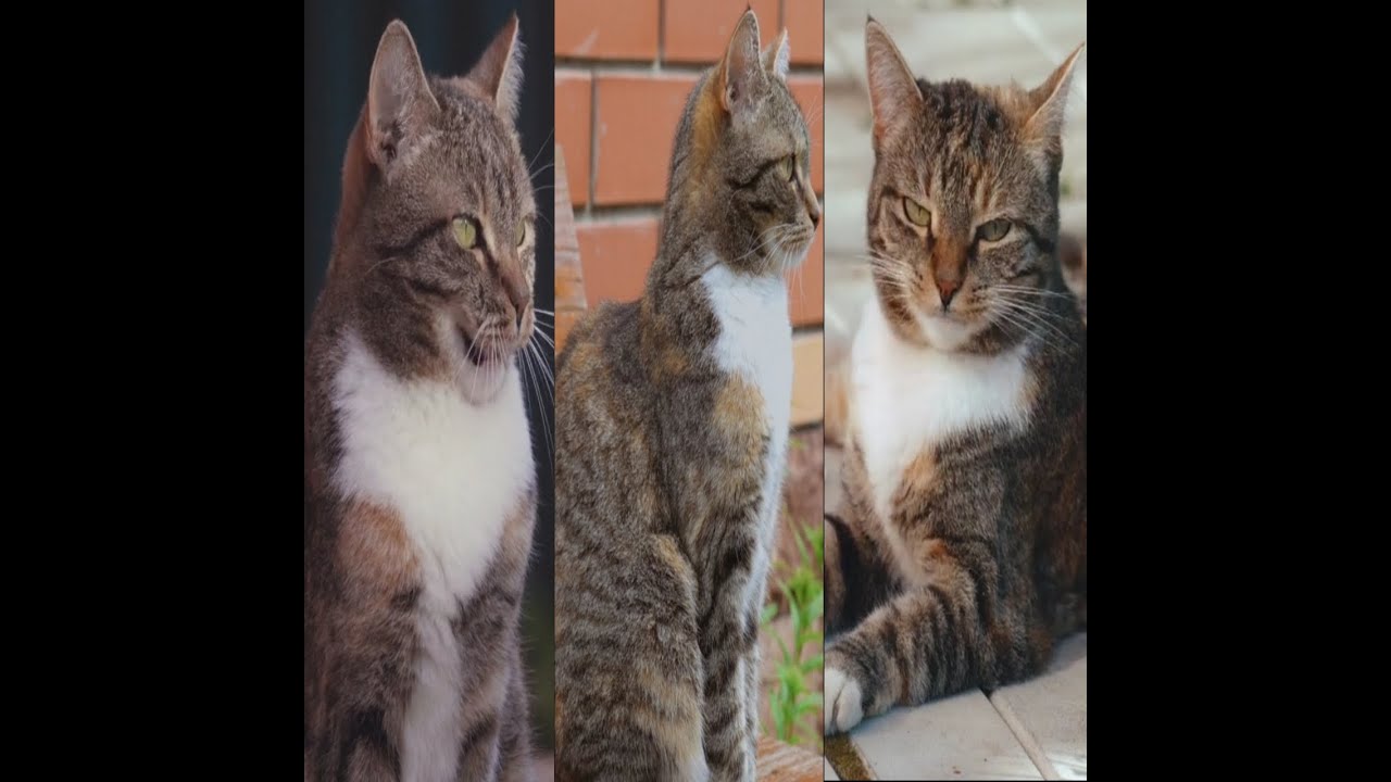 Cats relaxing time totally mood off sad - YouTube