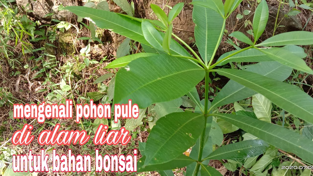 Mengenal Pohon PULE untuk bonsai - YouTube