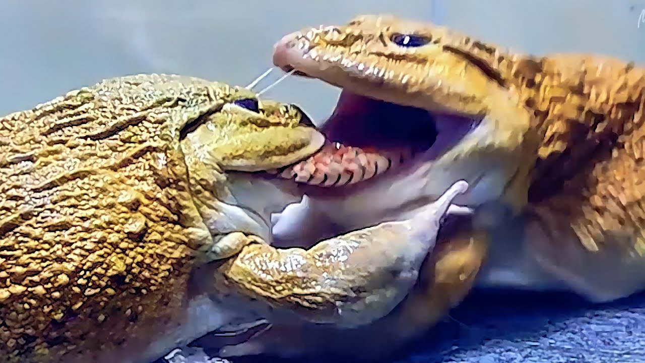 Asian Bullfrog Compete for Their Big Snake! Mr Frog Live Feeding - YouTube