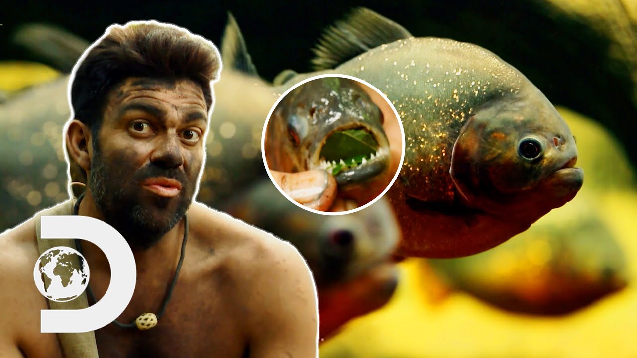 Survivors Hunt Deadly Piranhas For A Tasty Lunch l Naked And Afraid ...