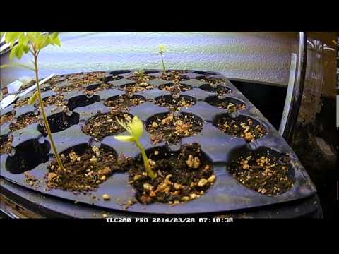 Starfruit Sprouting Timelapse - YouTube