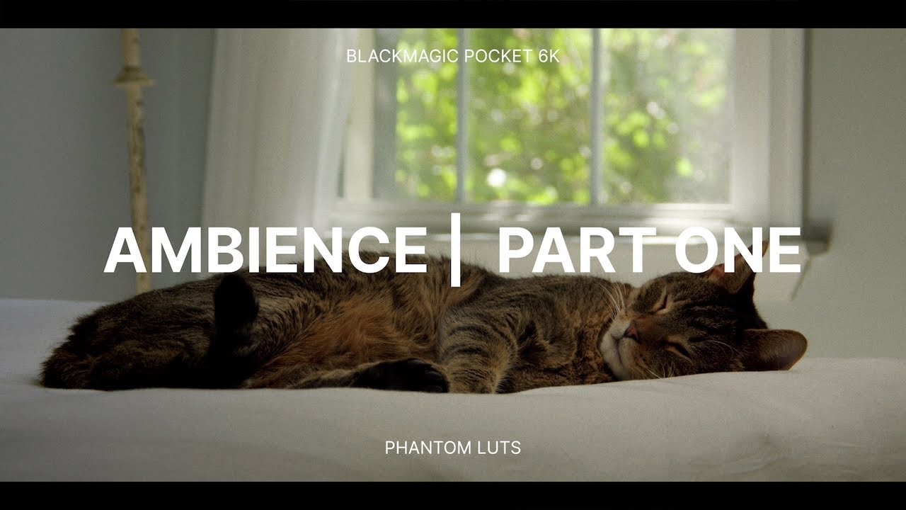 6K The Most Relaxing Cat | Ambient music and visuals BMPCC 6K - YouTube