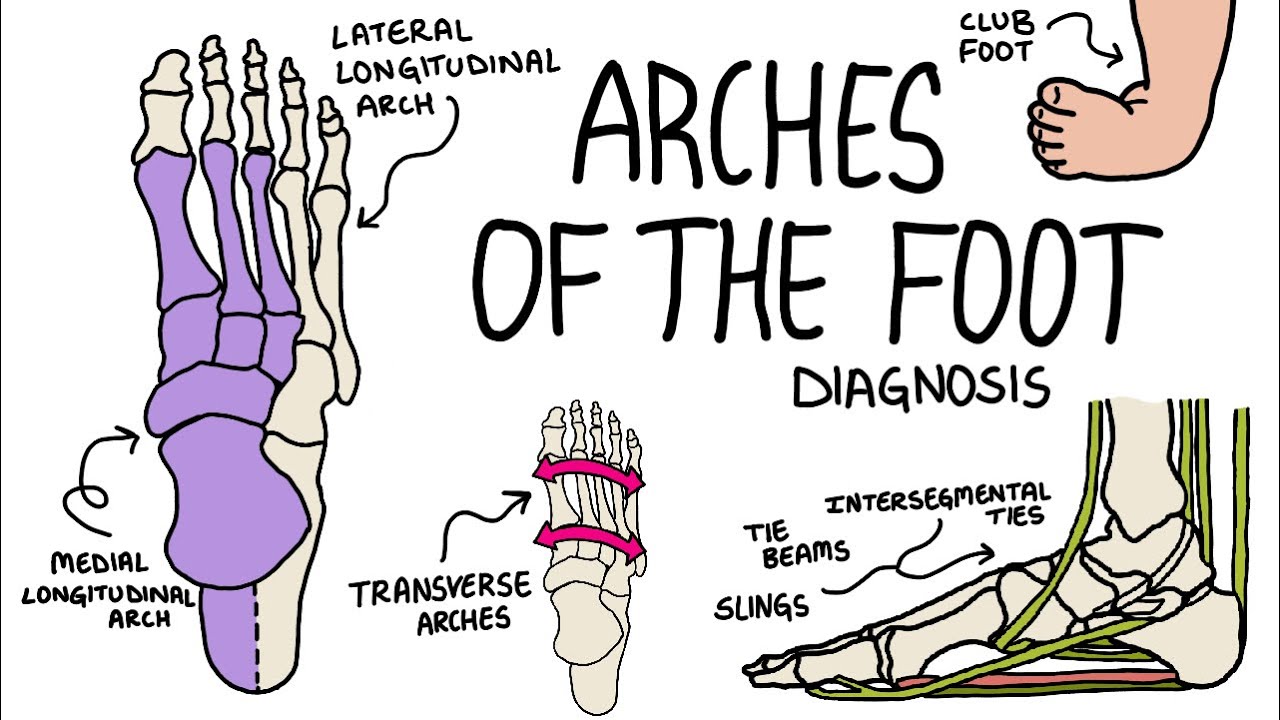 Arches of the foot anatomy-Functions, classification, bony components ...