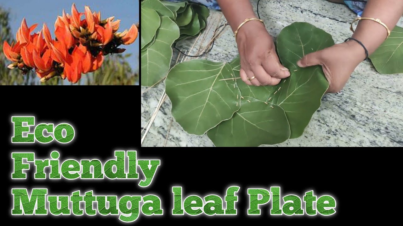 Home made eco friendly Plate | ಮನೆಯಲ್ಲಿ ಮುತ್ತುಗದ ಎಲೆ ಹೊಲೆಯುವ ವಿಧಾನ ...