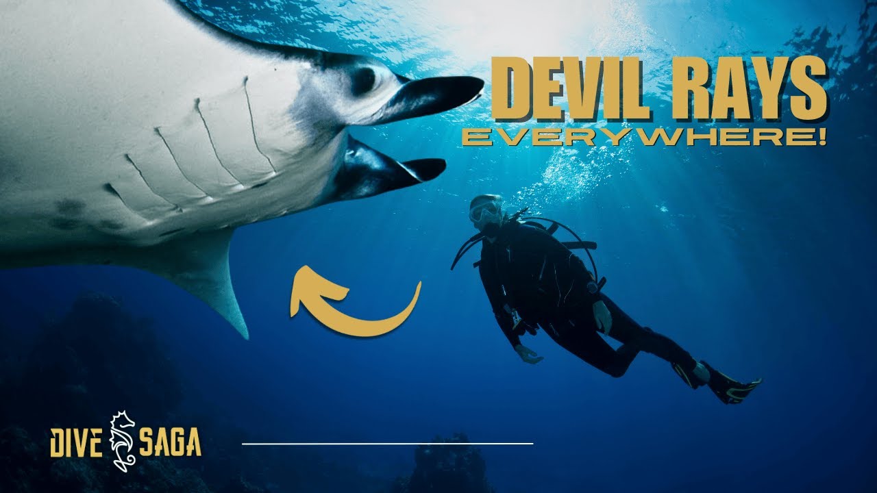 Mobula Rays & Ocean Giants: Diving The Princess Alice Seamount In The ...