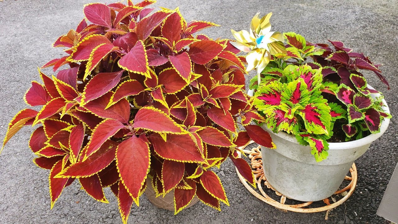 HOW I MAKE ....MEGA -COLOSSAL STUPENDOUSLY MINDBLOWING COLEUS!!! Why ...