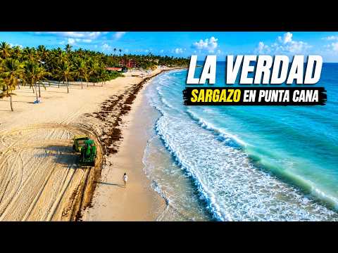 SARGAZO EN PUNTA CANA  Lo que realmente está pasando 🇩🇴