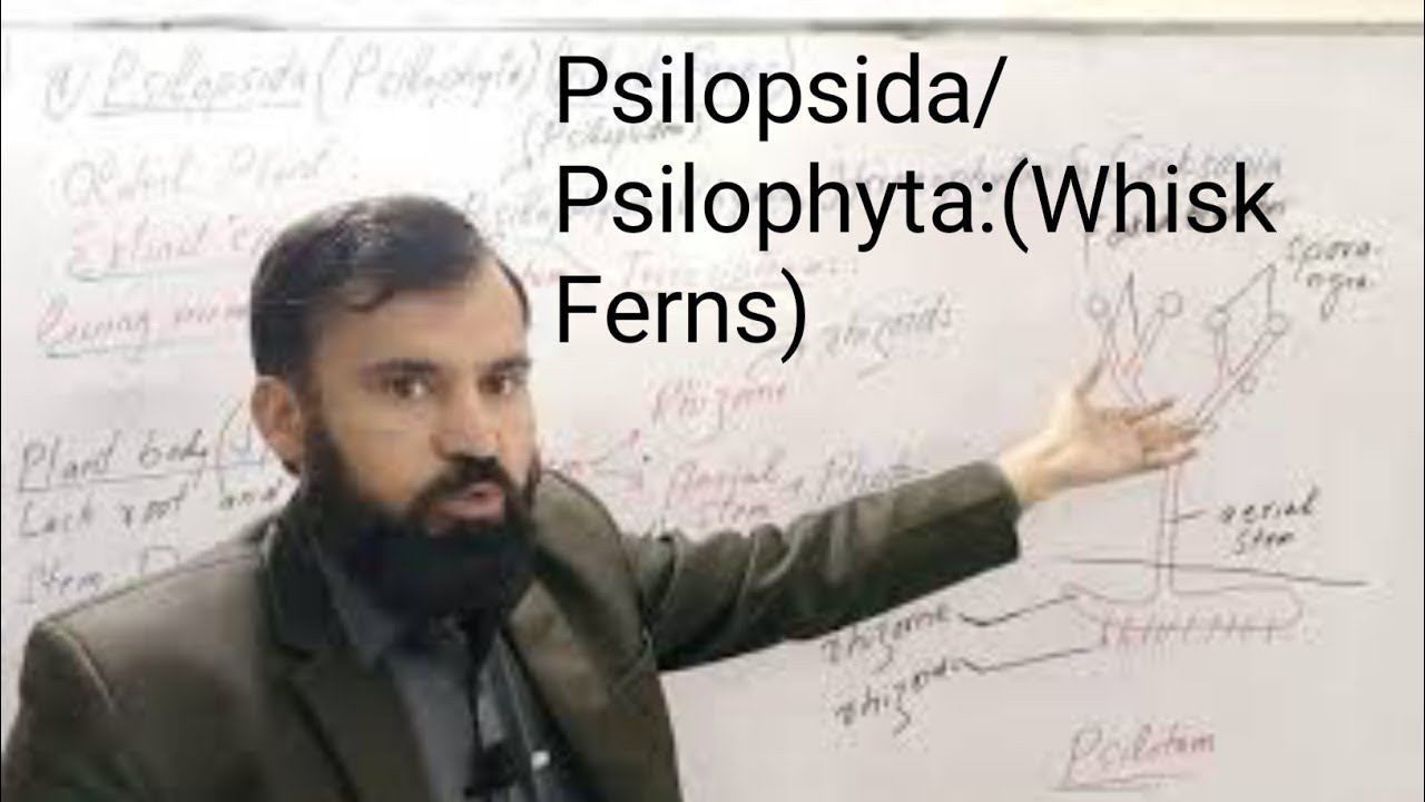Psilopsida or Psilophyta (Whisk Ferns) - YouTube
