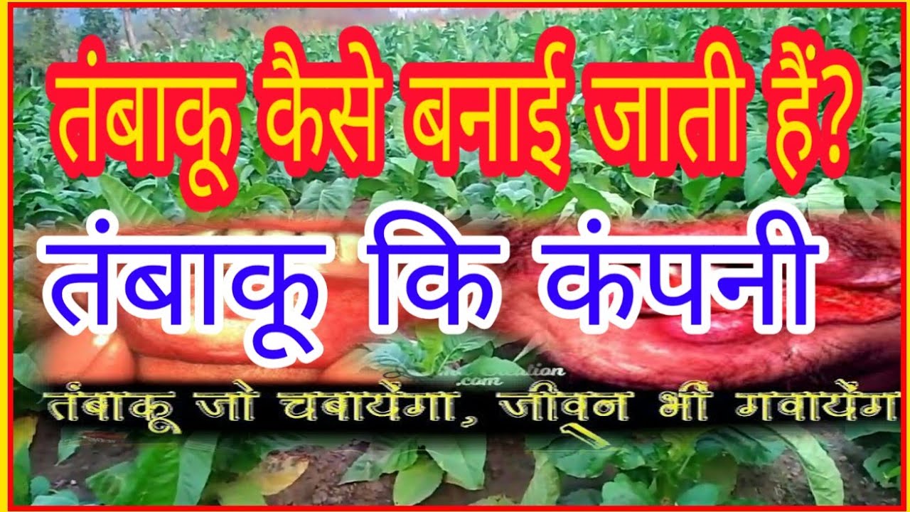 tambaku kaise banta hai- तंबाकू की खेती- गाय छाप तंबाकू कंपनी/ tambaku ...