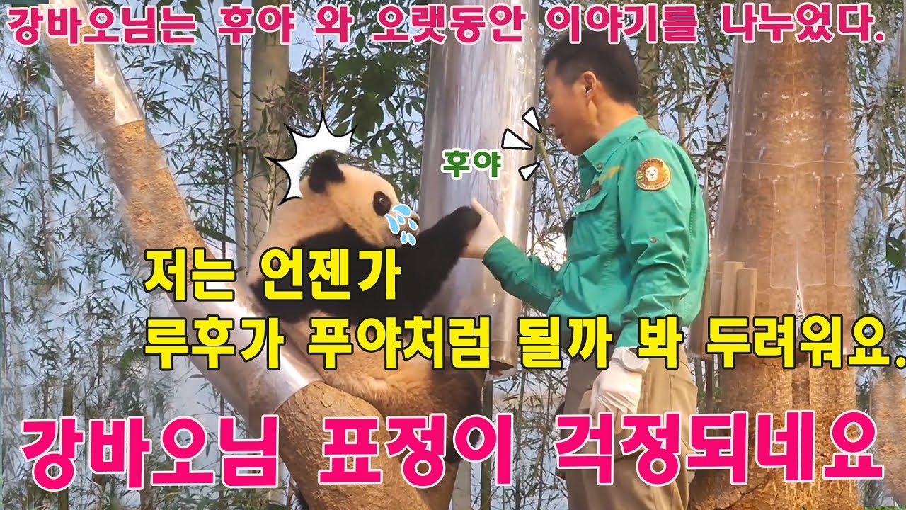 푸바오 새로운 소식이 나왔습니다 💥강바오님 할부지는루이바오 와 오랫동안 이야기를 나누었다💦푸야소식에 많이슬프신듯ㅠㅠ Youtube