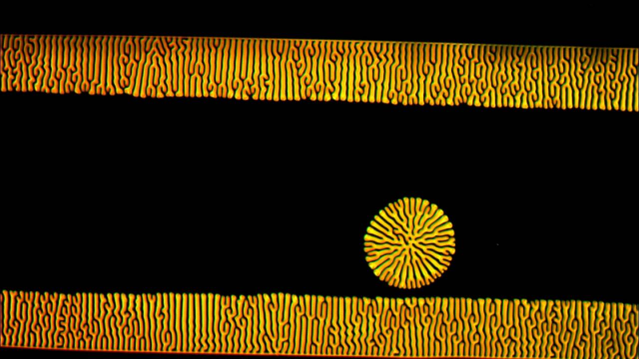 Chiral nematic liquid crystal with fingerprint texture - YouTube