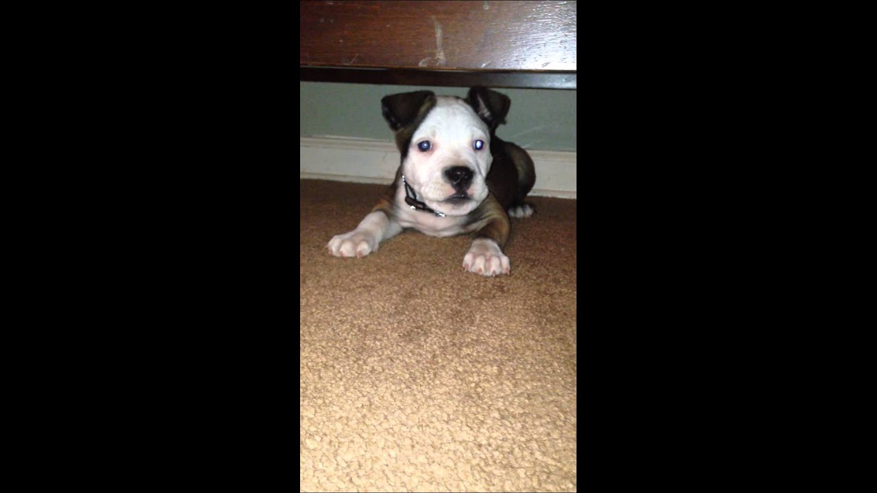 Nitro the dog - YouTube