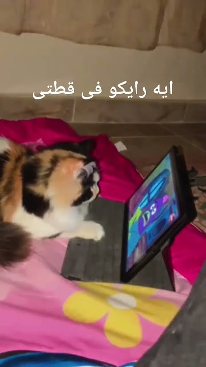 قطه تشاهد الموبايل مضحكالعيد Youtube