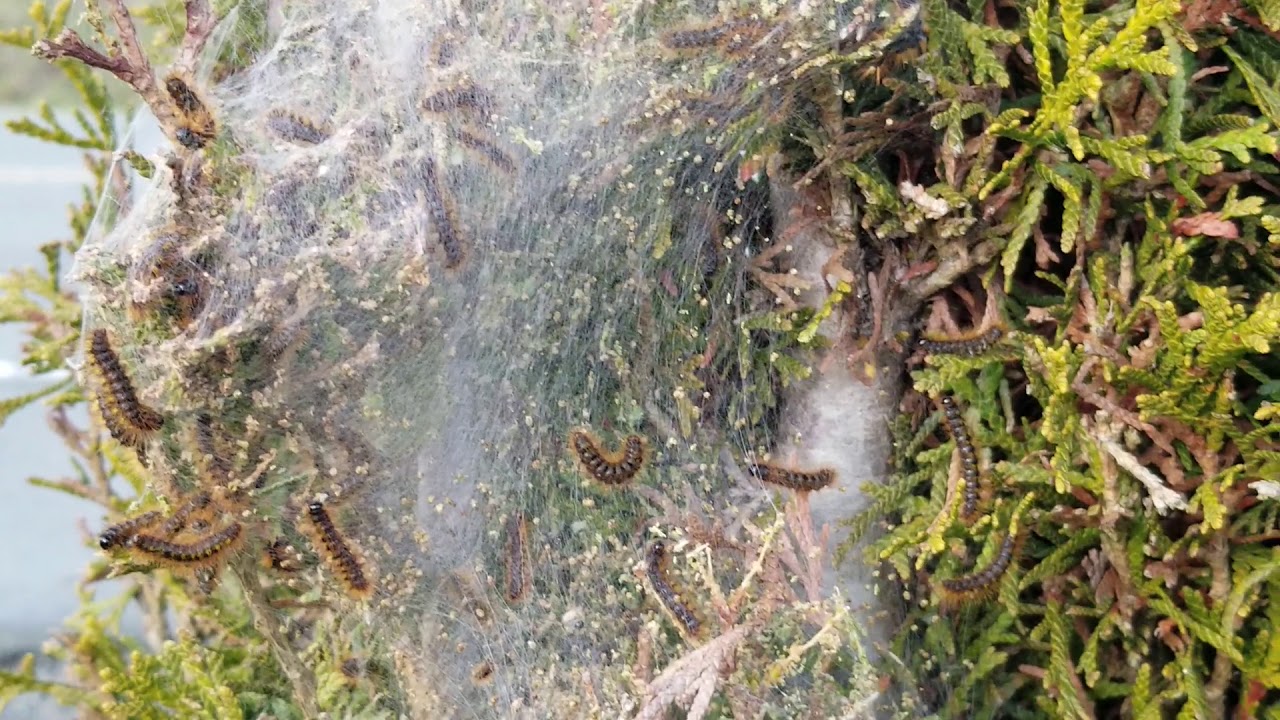 Baby Caterpillars already - YouTube