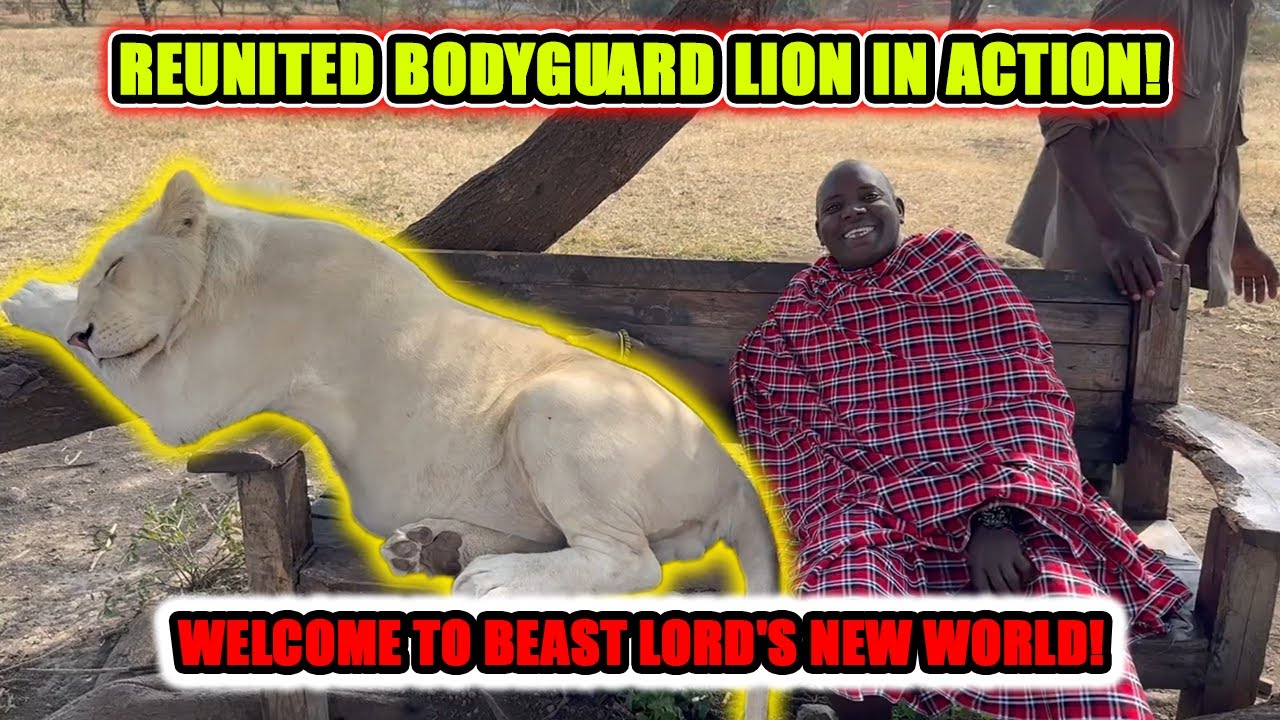 Excitement Unleashed! Reunited Bodyguard Lion Jumps into Action – Enter ...