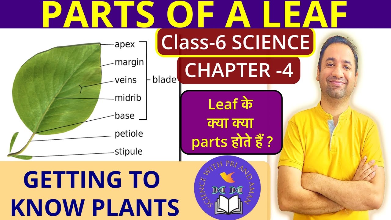 Getting to Know Plants - Parts of Leaf I Class 6 Science 2023 |NCERT ...