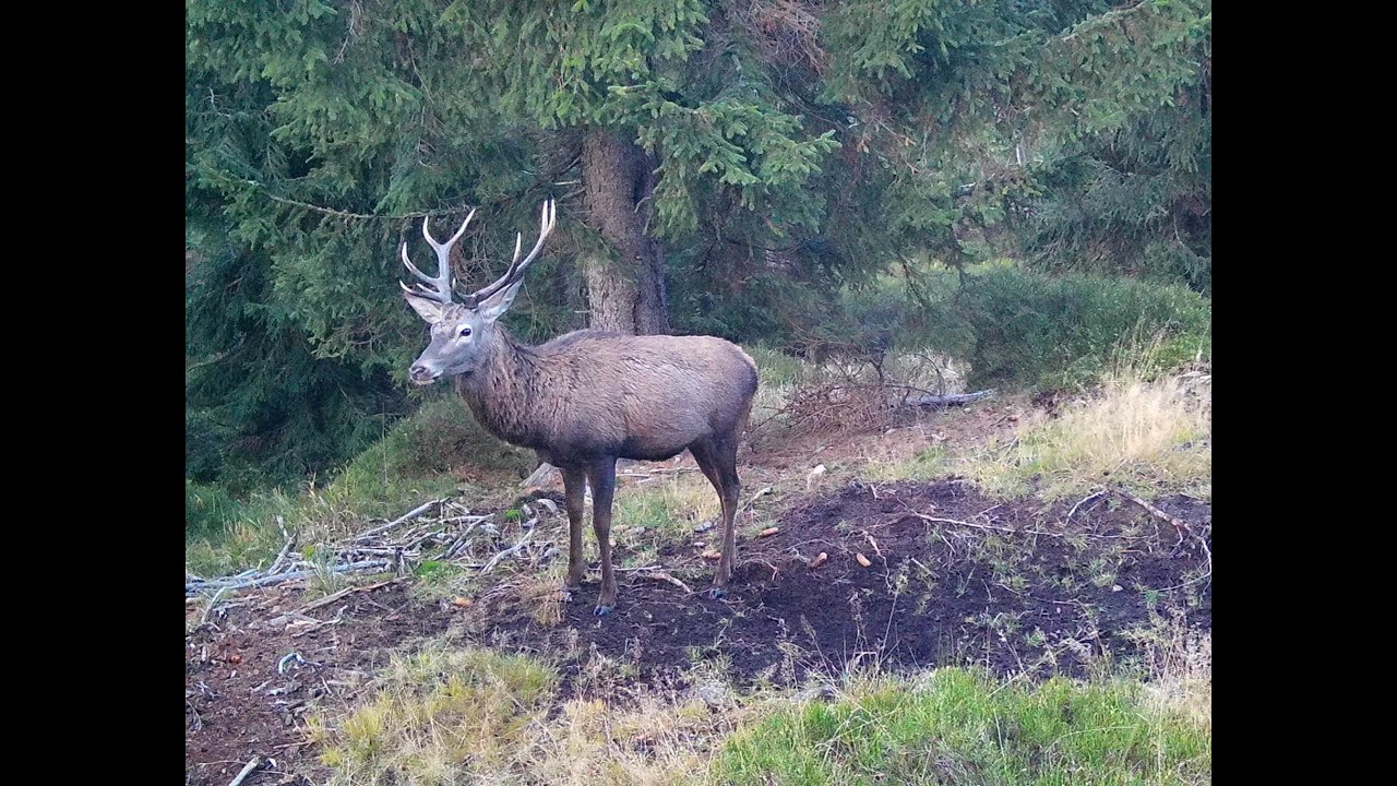 New arrivals - YouTube