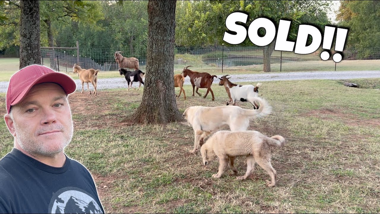 FARM UPDATE! They Are Finally Sold. Breeding Season Update. - YouTube