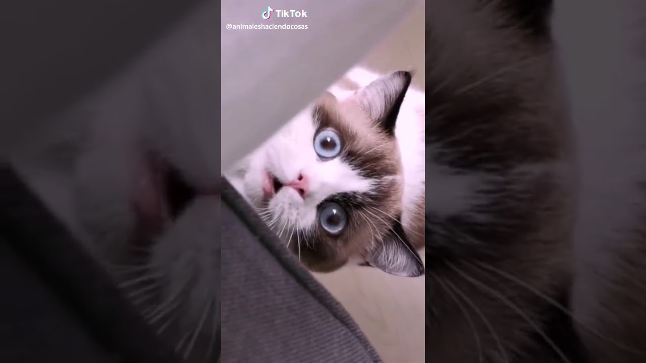 Cute cat|tik tok - YouTube