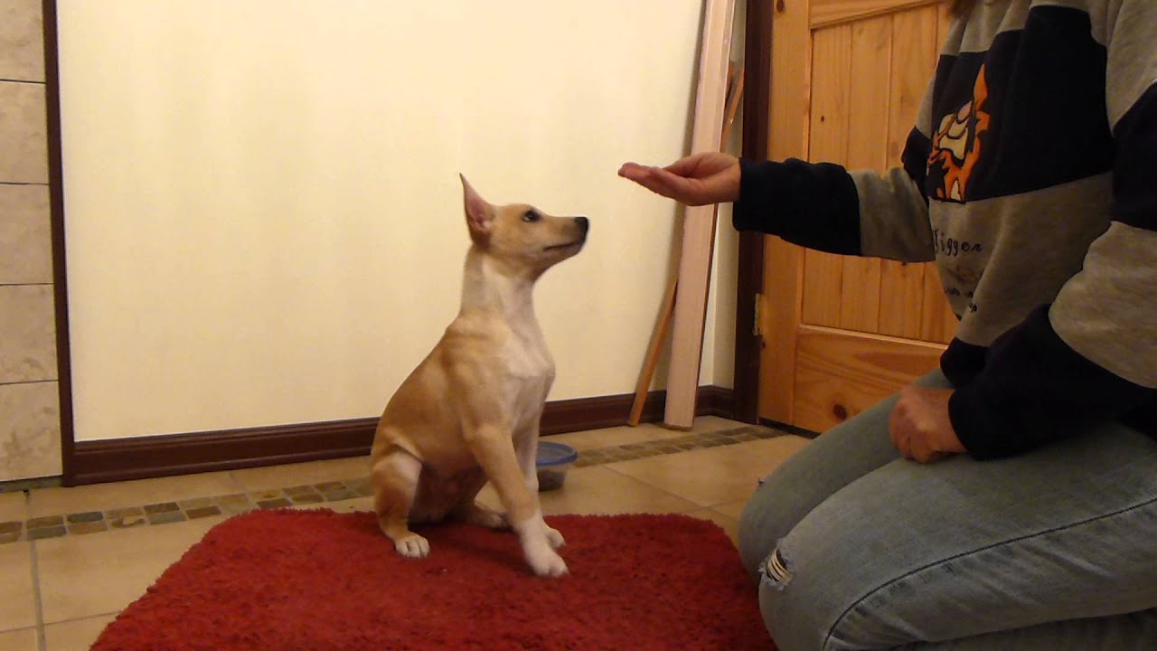 Puppy Training 101 - Sit, Down and Attention - YouTube