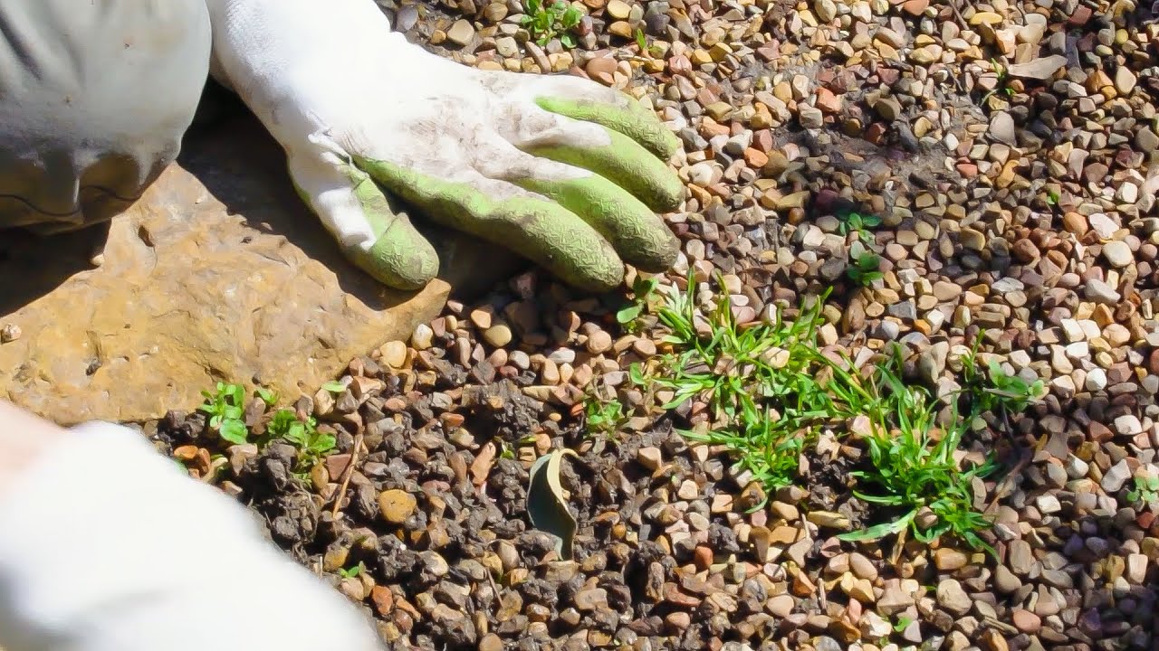 The Most Obnoxious Weed in My Garden and How to Eradicate It // Linda ...