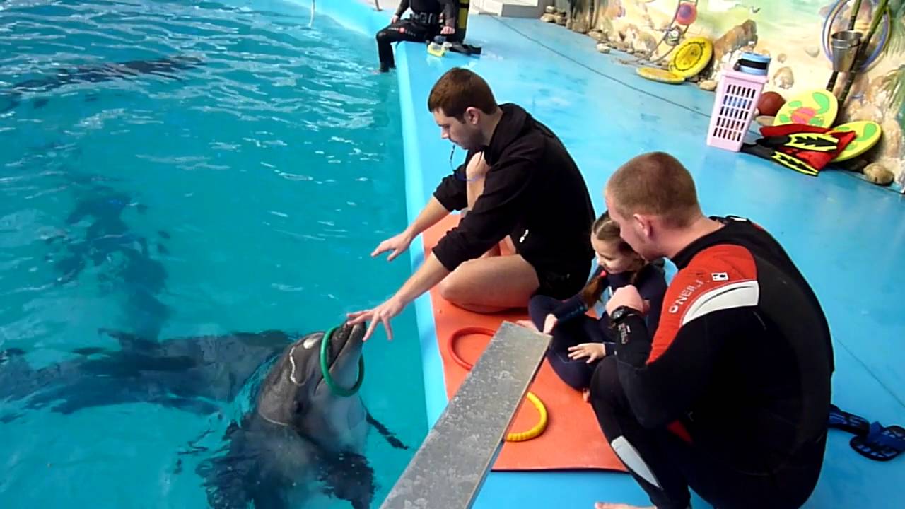 Dolphin therapy for disabled children. Дельфинотерапия для детей с ...